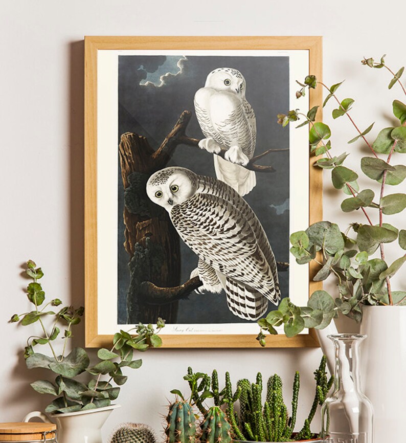 Audubon Owls Print Set Set of 3 Art Prints Bird Prints - Etsy