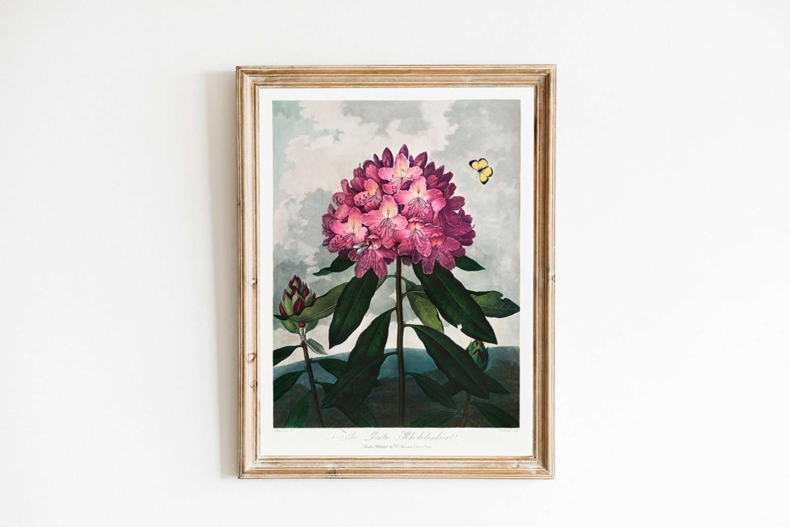 The Pontic Rhododendron Thornton Botanical Print Wall Art - Etsy