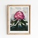 The Pontic Rhododendron Thornton Botanical Print Wall Art - Etsy
