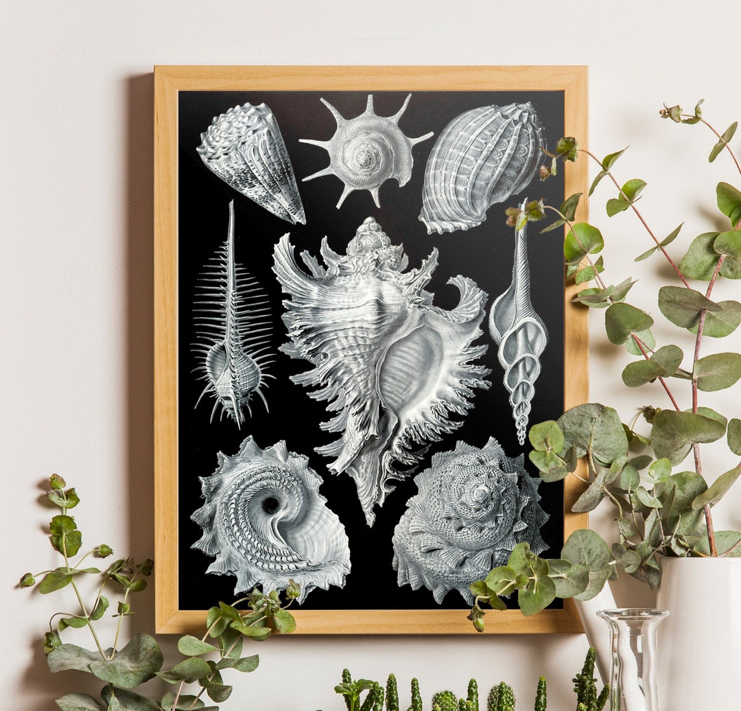 Ernst Haeckel Vintage French Seashell Print Set, Art Prints, Nautical ...