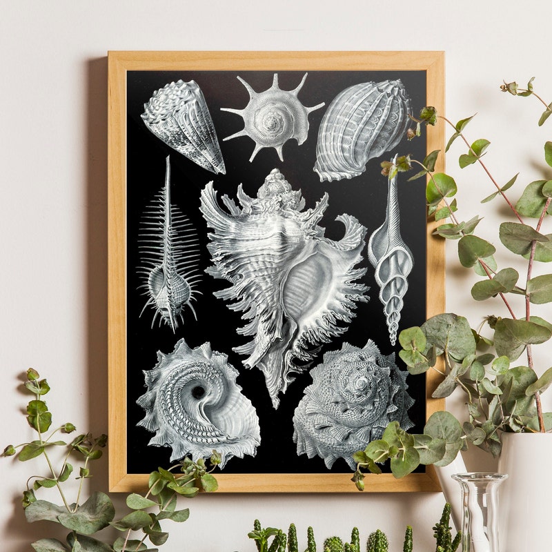 Seashell Print - Etsy