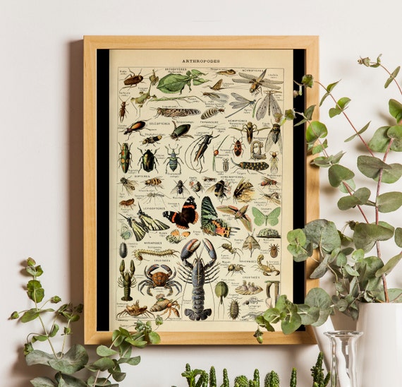 Arthropodes Poster Art Millot Arthropodes Biology Diagram | Etsy