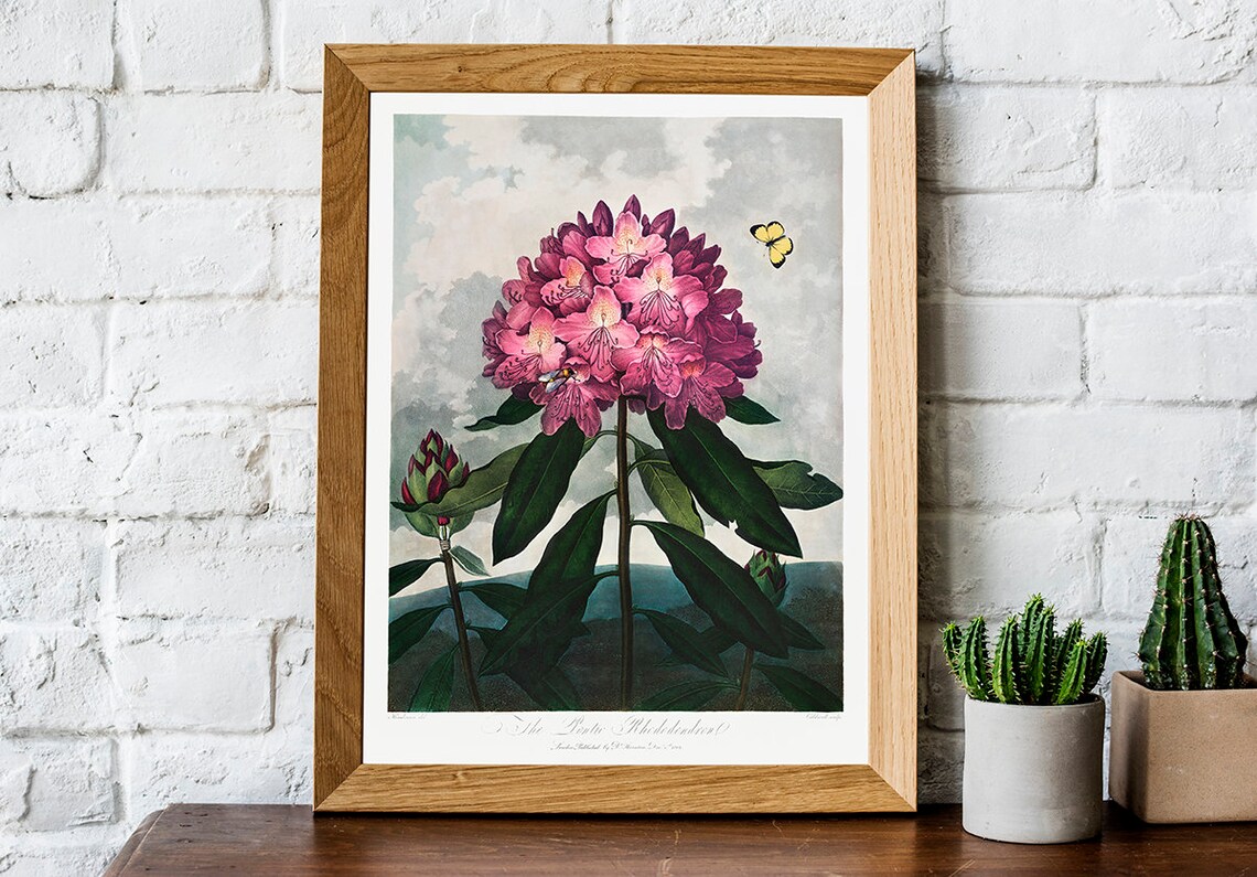 The Pontic Rhododendron Thornton Botanical Print Wall Art - Etsy