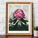 The Pontic Rhododendron Thornton Botanical Print Wall Art - Etsy
