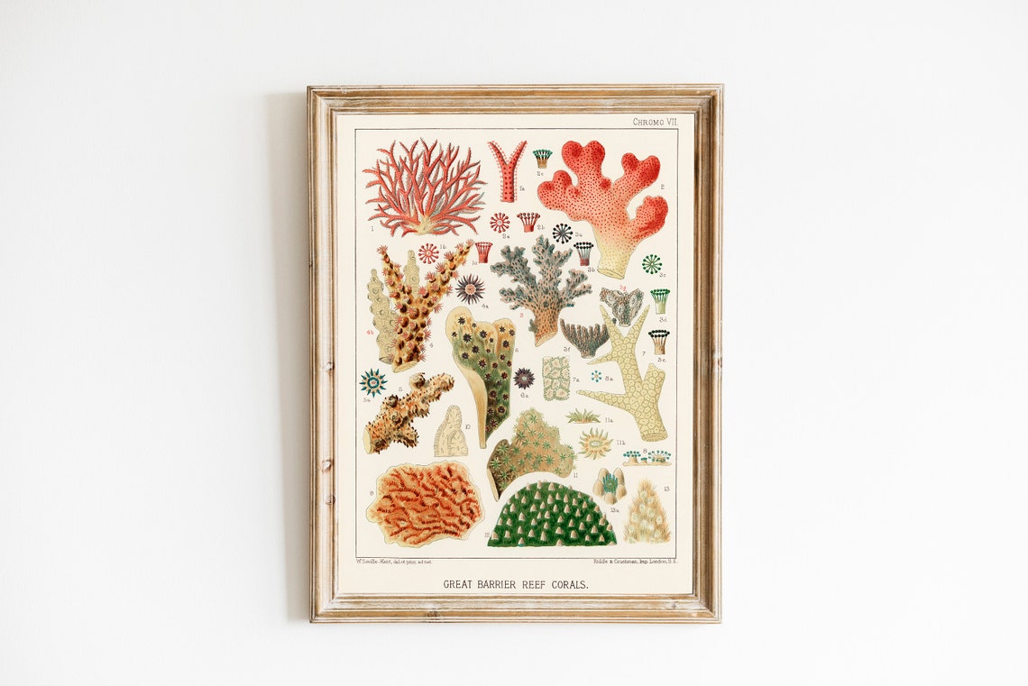 Vintage Sea Coral Print Great Barrier Reef Great Barrier - Etsy