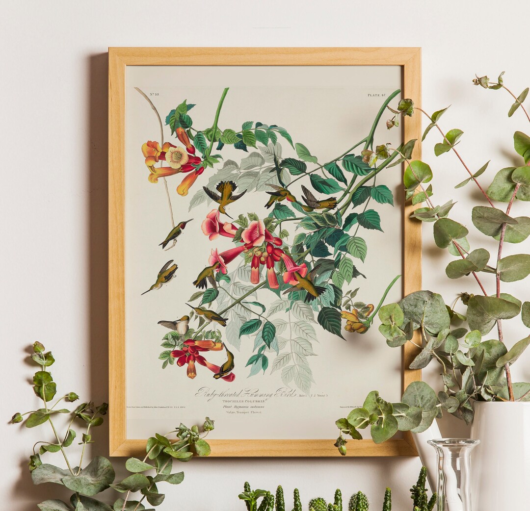 Vintage Audubon Ruby Throated Hummingbirds, Bird Prints, Botanical ...