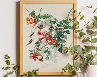 Hummingbird Botanical Print | Etsy
