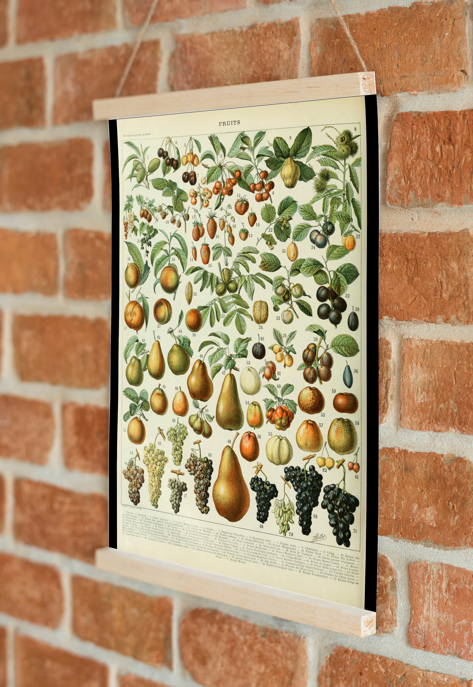 Adolphe Millot Fruits Adolphe Millot Vintage Poster Fruits | Etsy