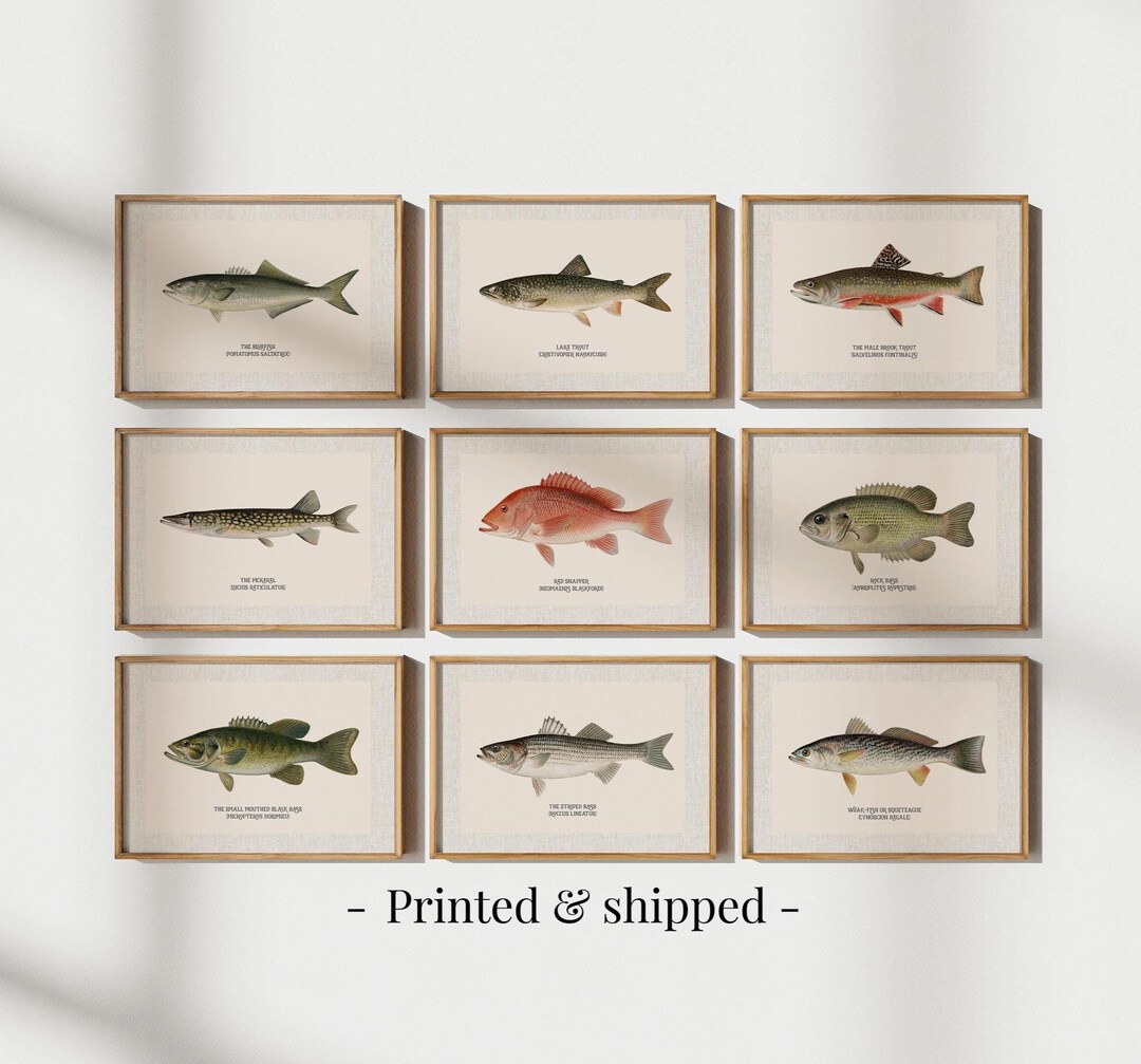 Vintage Fish Prints Set: Neutral Lake House Wall Art - Etsy