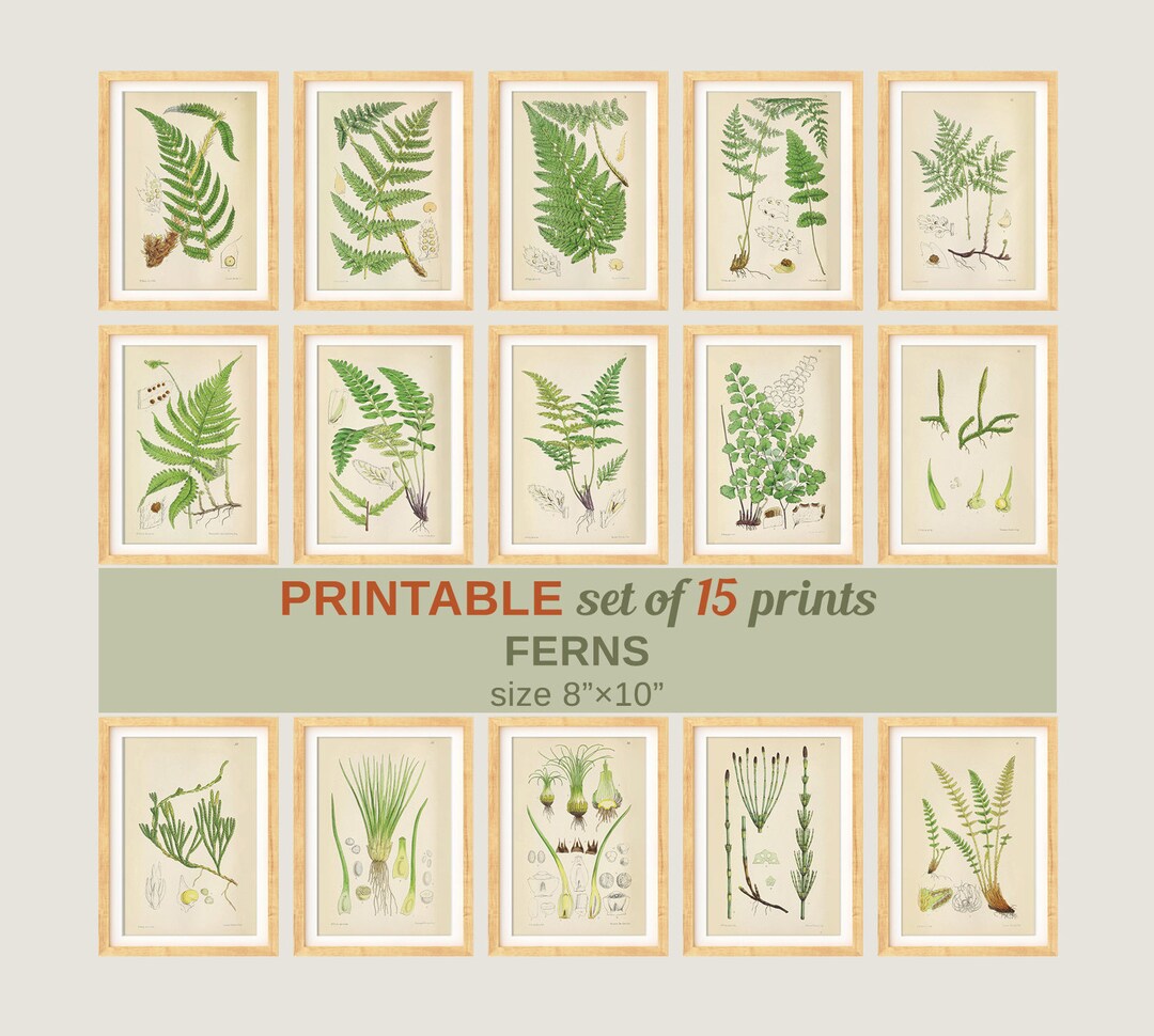 PRINTABLE Set of 15 Fern Images #1, Botanical Wall Art Set Rustic Decor ...