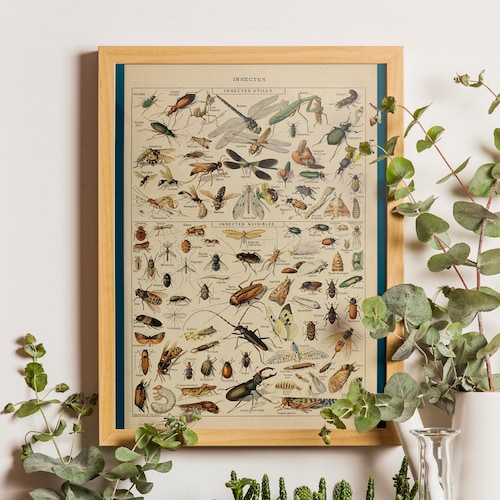 Vintage Insect Print French Insect Chart Insect Illustration - Etsy