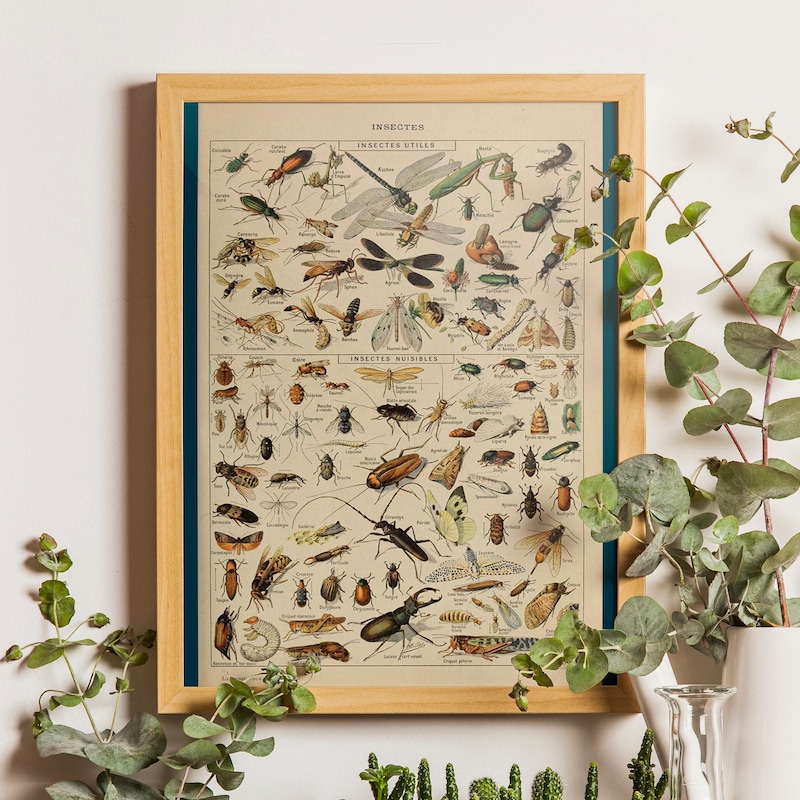 Insect Poster - Etsy