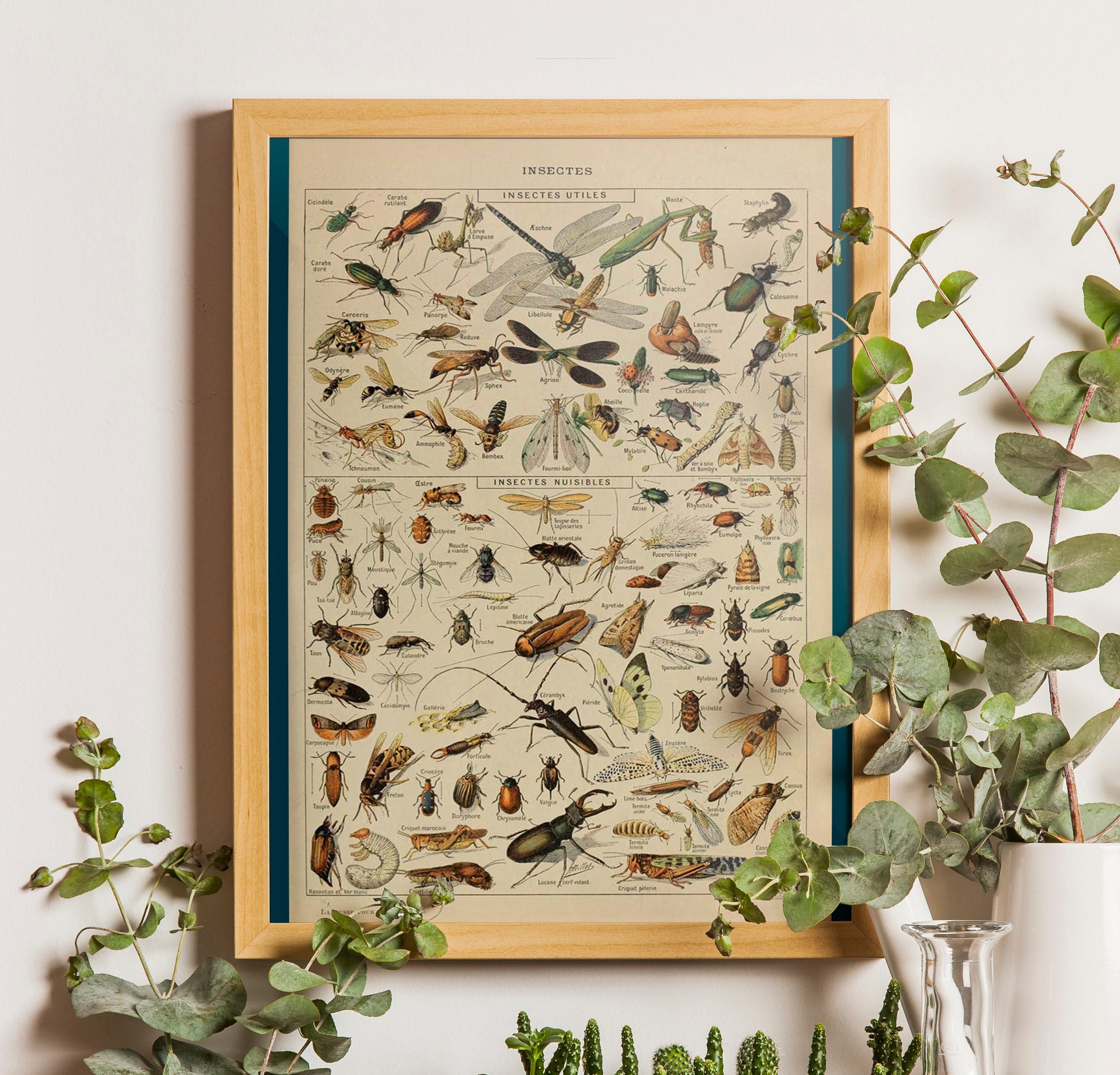 Vintage Insect Diagram