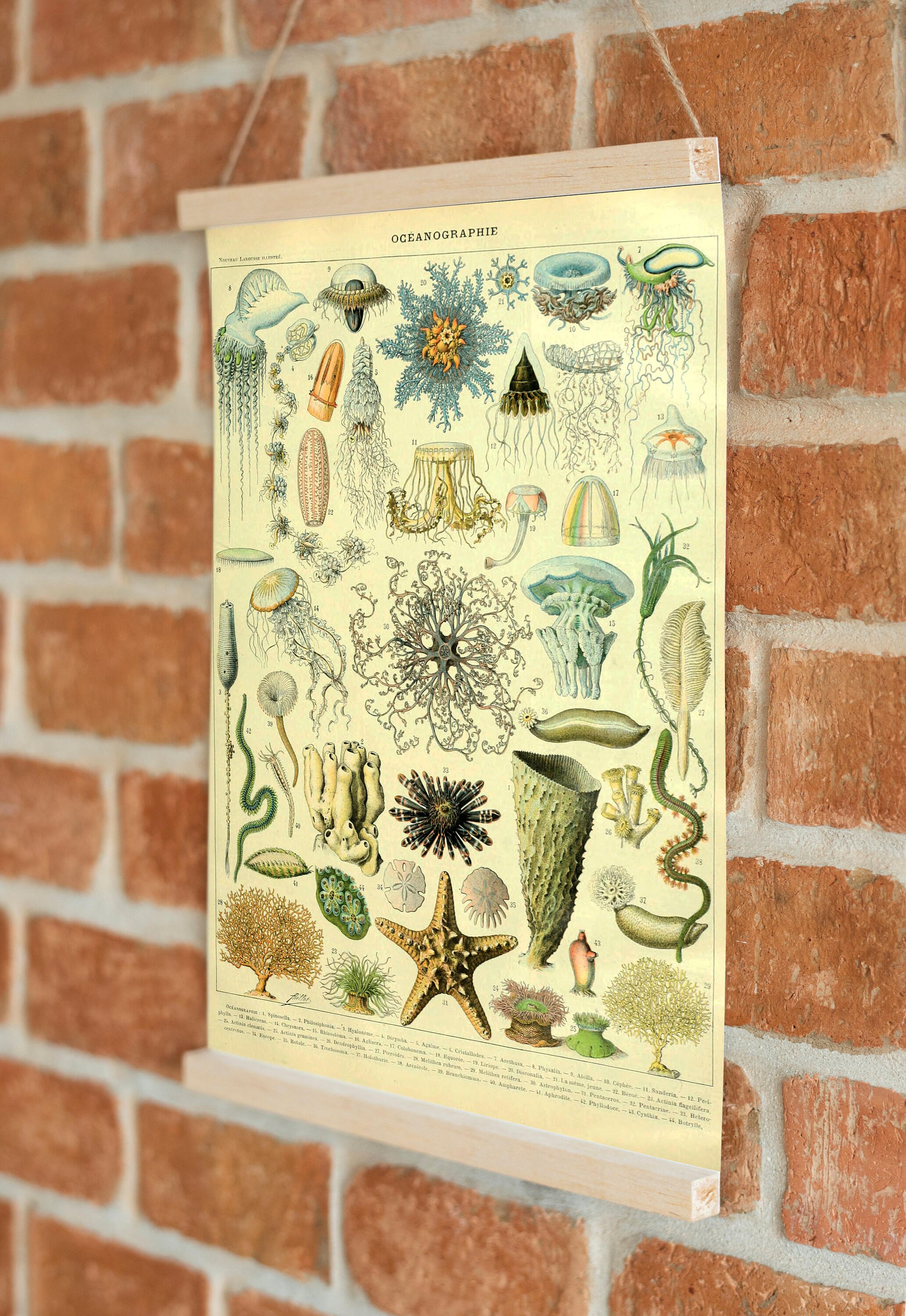 Vintage Ocean Science Print Adolphe Millot Poster Mollusk | Etsy
