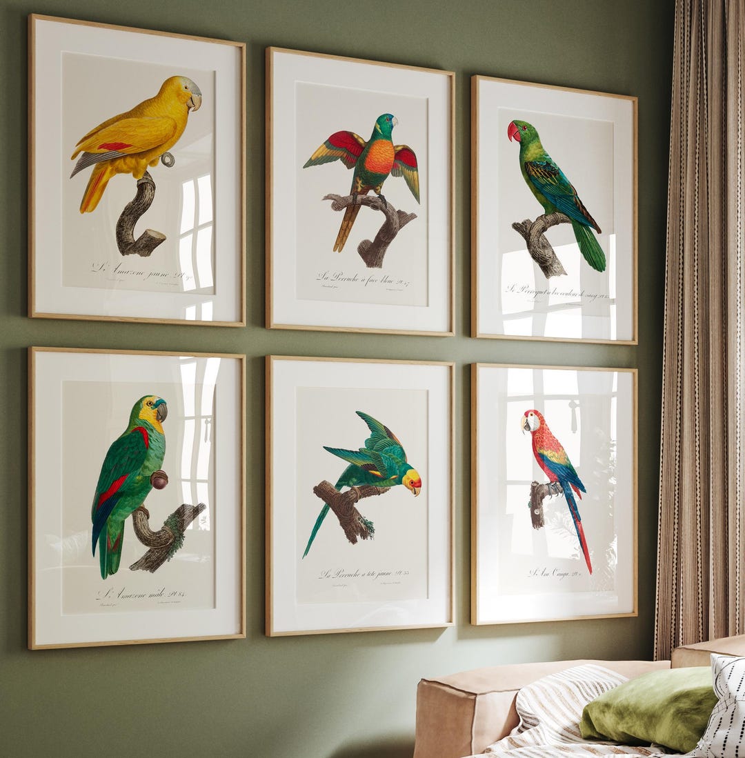 Set of 6 Vintage Parrot Prints, Parrot Wall Art for Office, Vintage ...