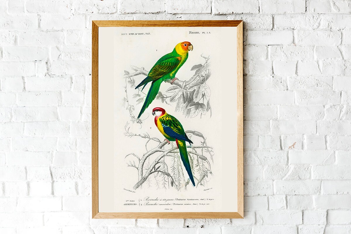 Vintage Tropical Poster Parrots Print Tropical Bird Wall - Etsy Australia