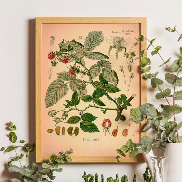 Raspberry Decor - Etsy
