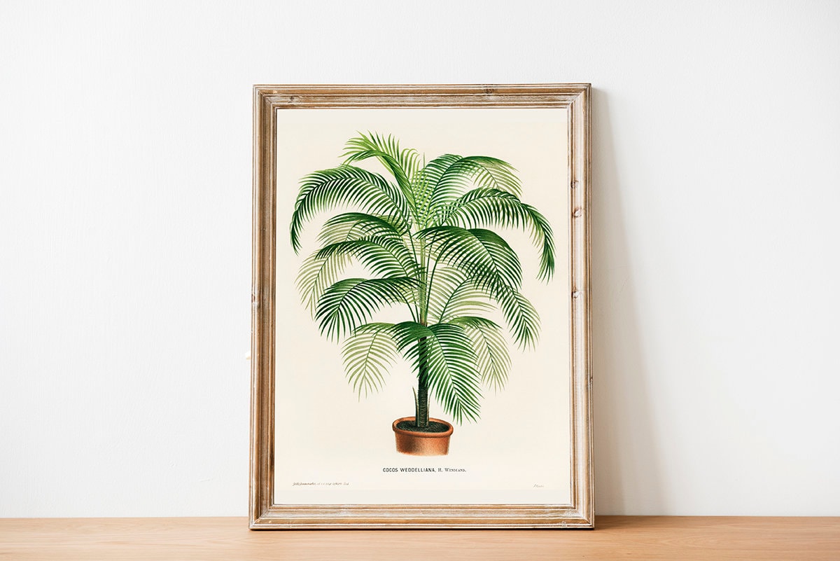 Palm Tree Print Vintage Palm Poster Cocos Print Palm Tree - Etsy