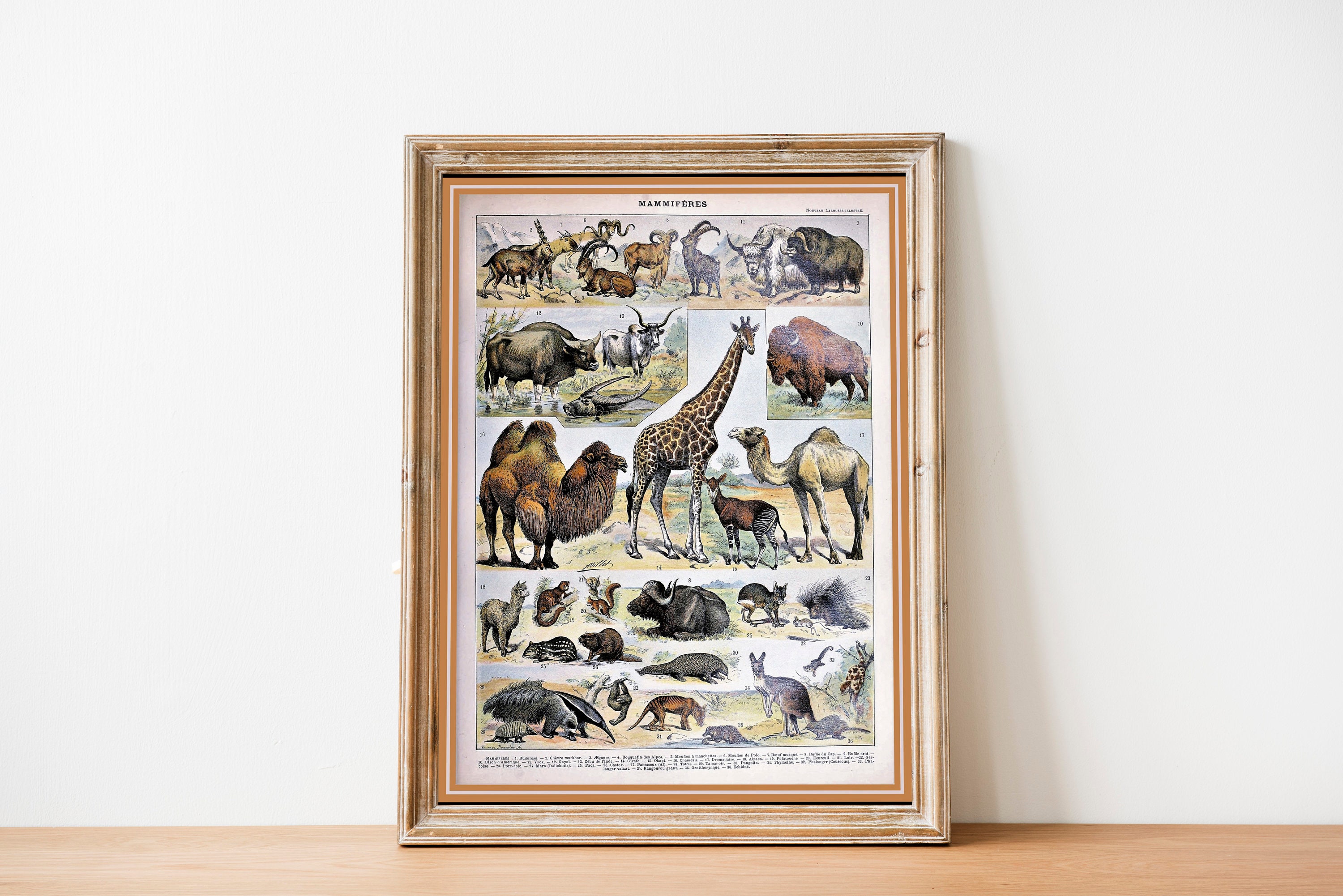 Animal Poster Art Mammals Chart Print Educational Diagram | Etsy