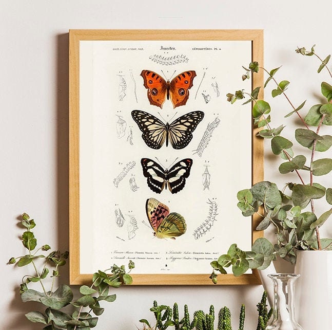 BUTTERFLY Poster Butterfly Print Butterflies Wall Decor | Etsy