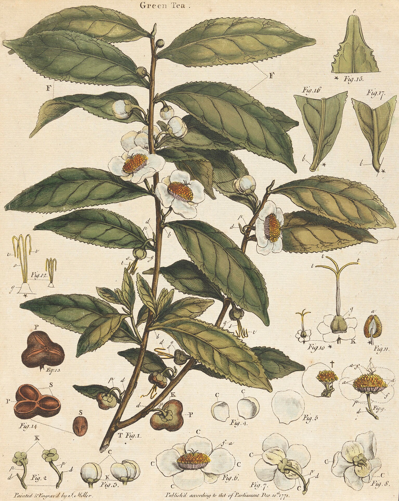 Tea Botanical Print Tea Botanical Art Print Camellia - Etsy