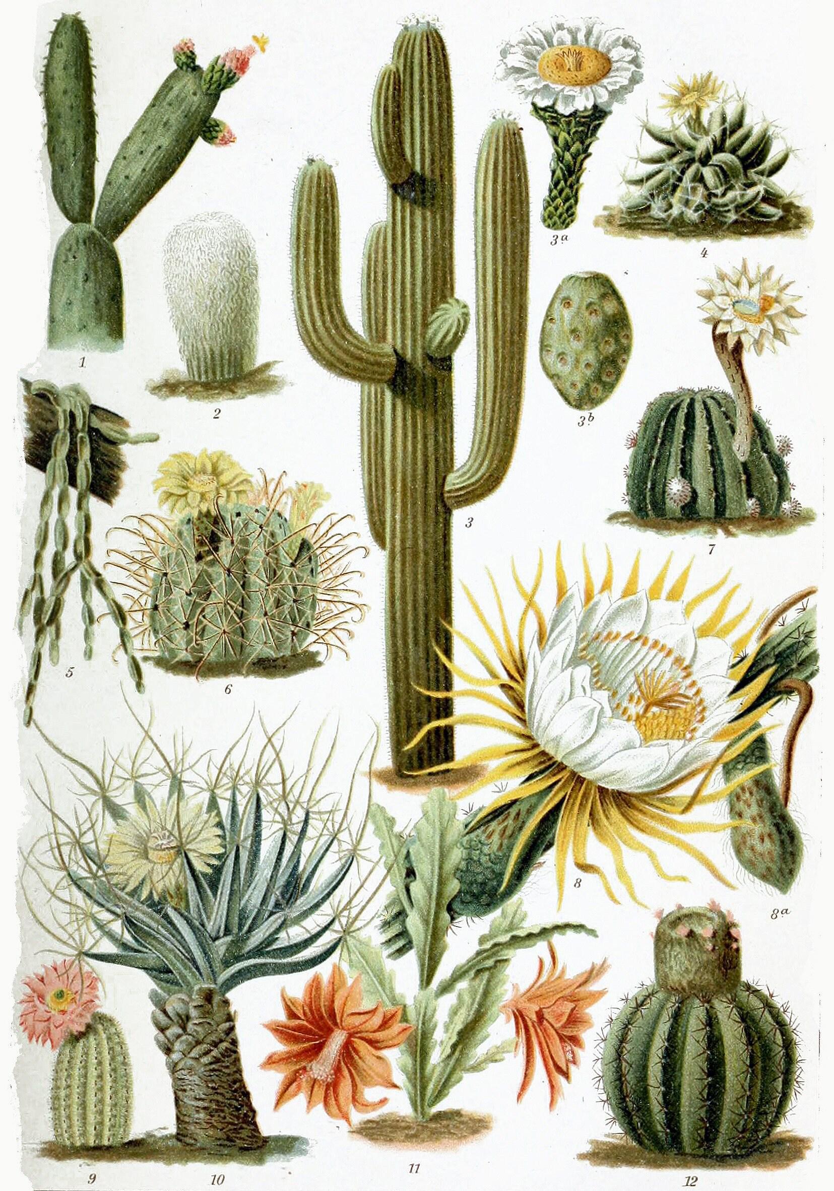 Antique Cactus Chart Art Print, 1800s Botanical Illustration - Etsy