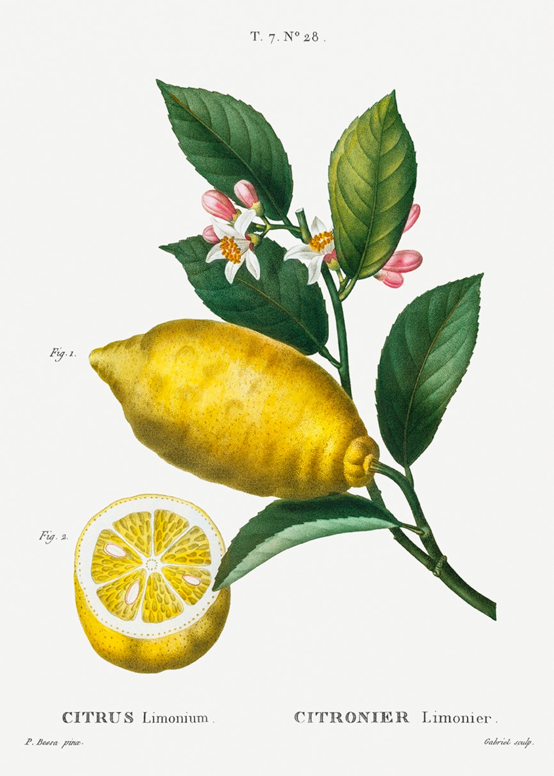 Vintage Lemon Print Lemon Botanical Print Lemon Botanical | Etsy
