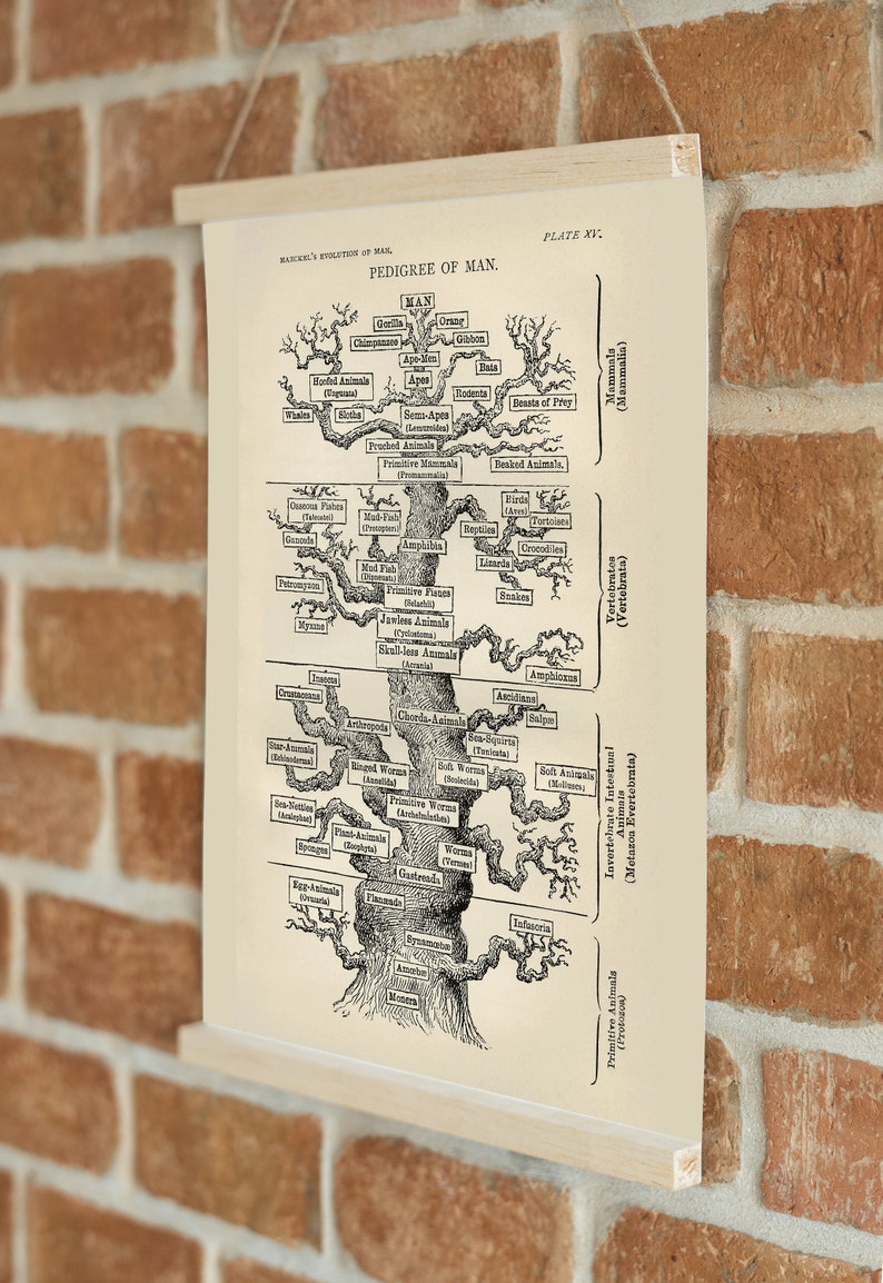 Tree of Life Print Haeckel Scientific Illustration Natural - Etsy