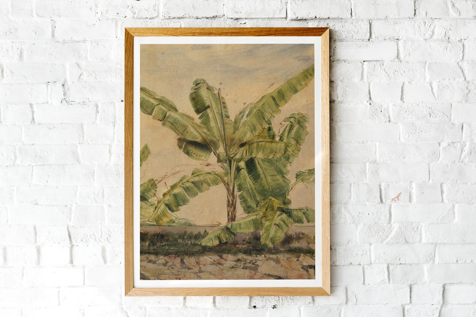 Banana Tree Print Antique Botanical Illustration Poster | Etsy