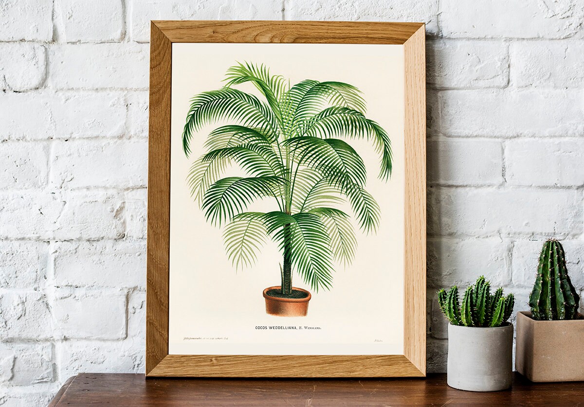 Palm Tree Print Vintage Palm Poster Cocos Print Palm Tree - Etsy