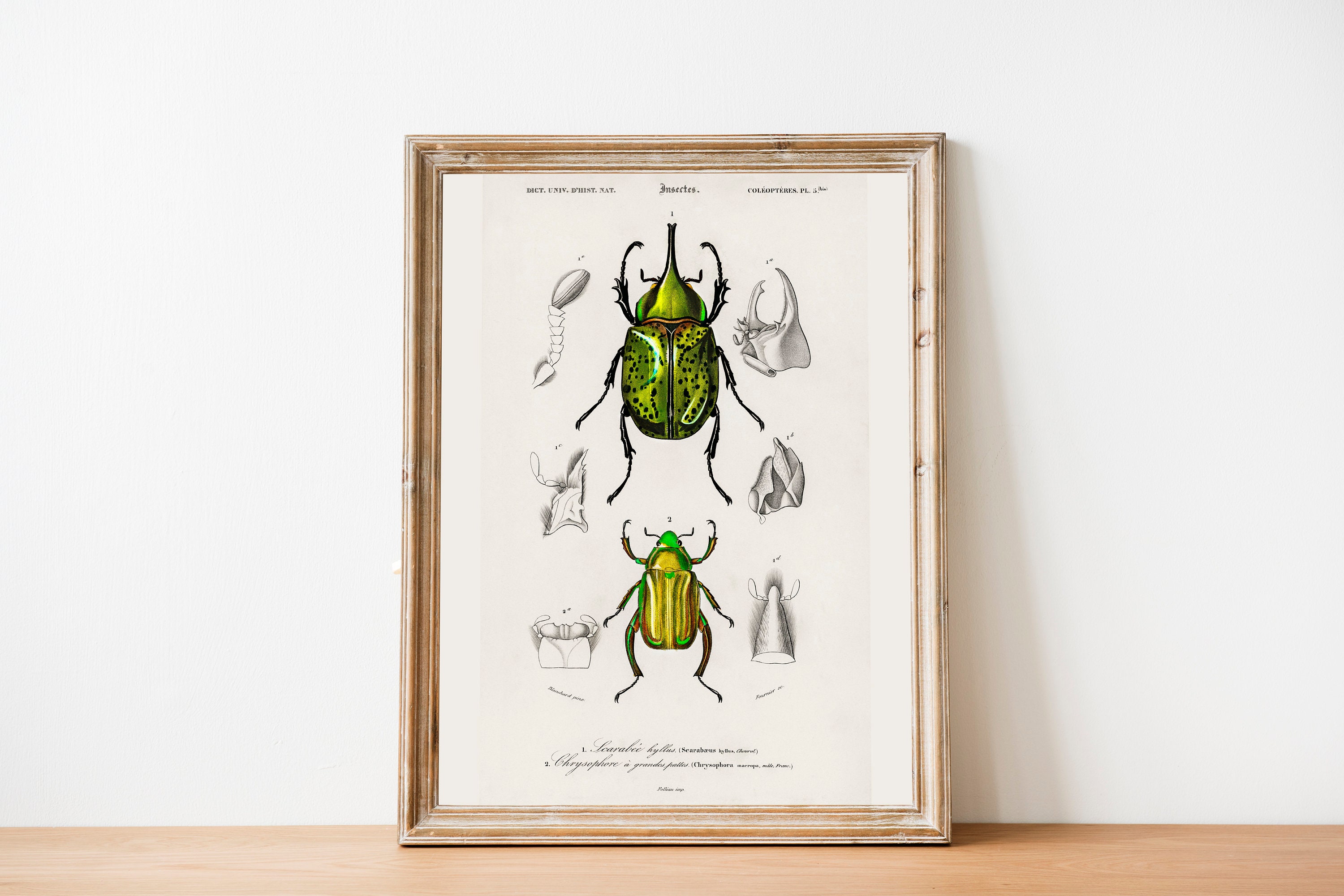 BEETLES Poster Beetles Print Beetles Chart Insect Poster | Etsy