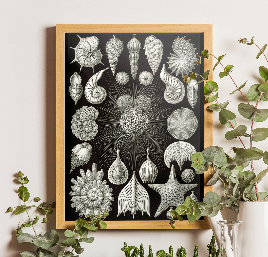 Ernst Haeckel Nautilus Print, Seashell Poster, Ernst Haeckel Shells ...