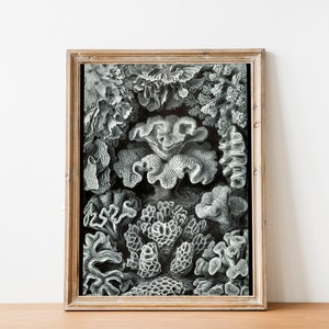 Ernst Haeckel Wall Art, Scientific Illustration Ocean, Haeckel Prints ...