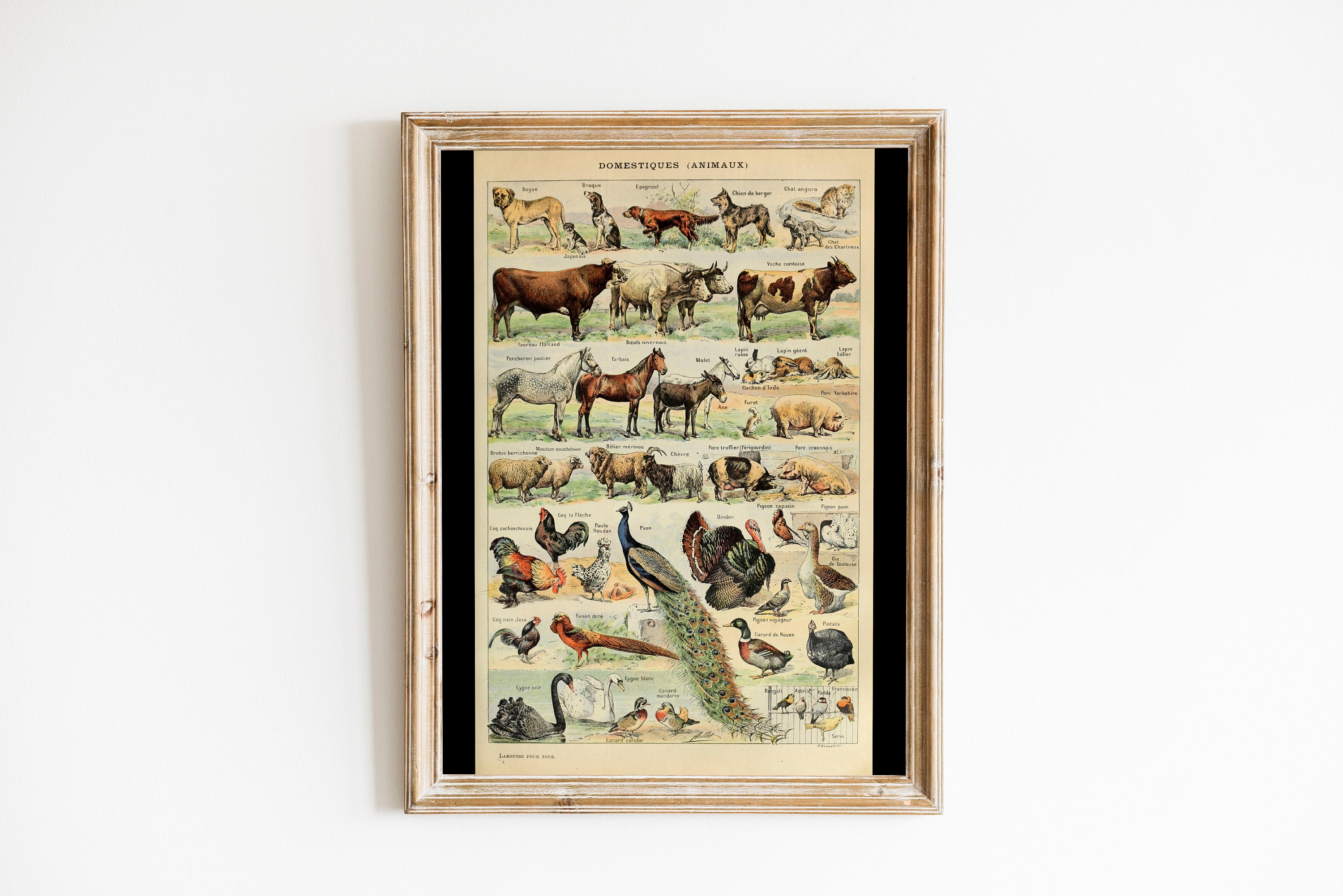 Animal Poster Art Domestic Animals Educational Diagram | Etsy