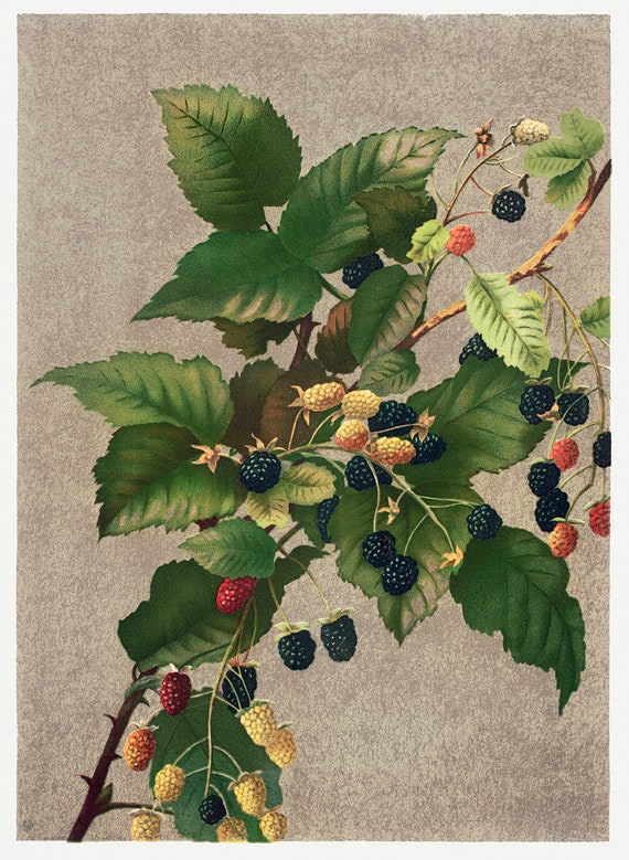 Kitchen Art Dewberry Print Botanical Print Vintage poster Botanical Art ...