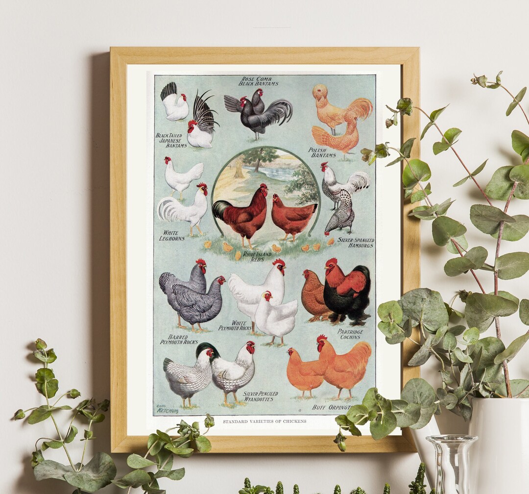 Vintage Poultry Print, Poultry Illustration, Breeds of Chicken Poster ...