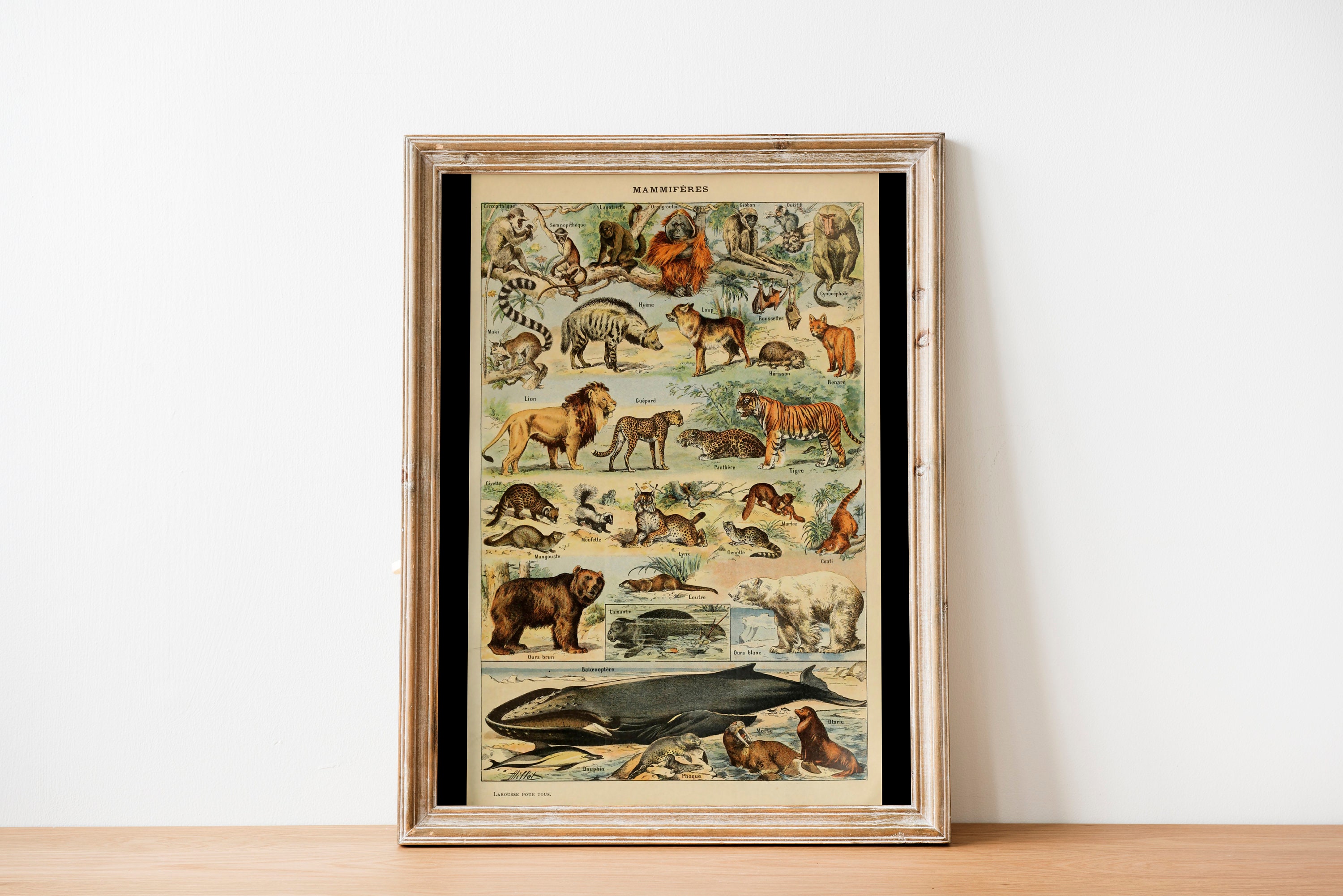 Animal Poster Art Exotic Animals Mammals Chart Print | Etsy