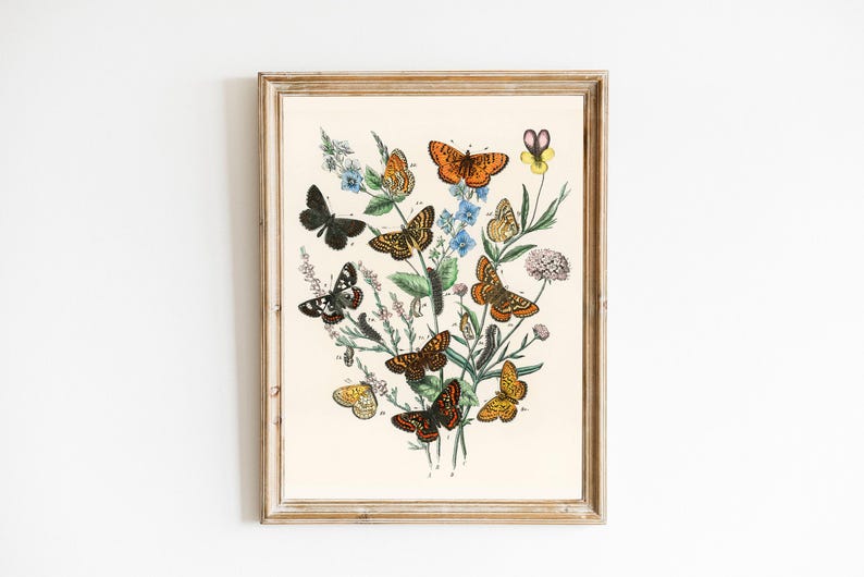 Vintage Butterfly Print, Entomology Poster, Spring Decor - Etsy