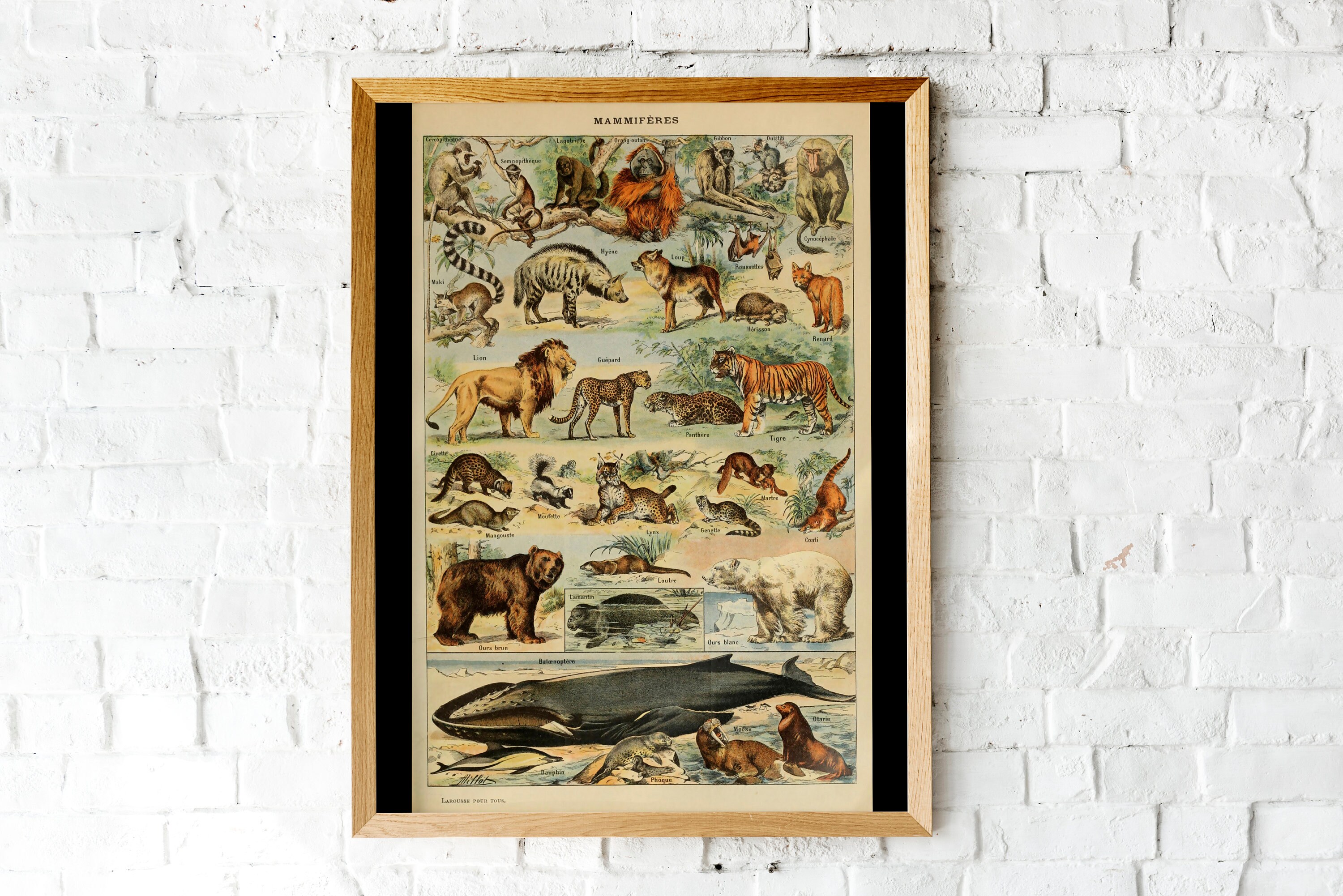 Animal Poster Art Exotic Animals Mammals Chart Print | Etsy