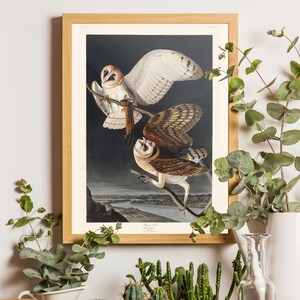 Audubon Owls Print Set Set of 3 Art Prints Bird Prints - Etsy