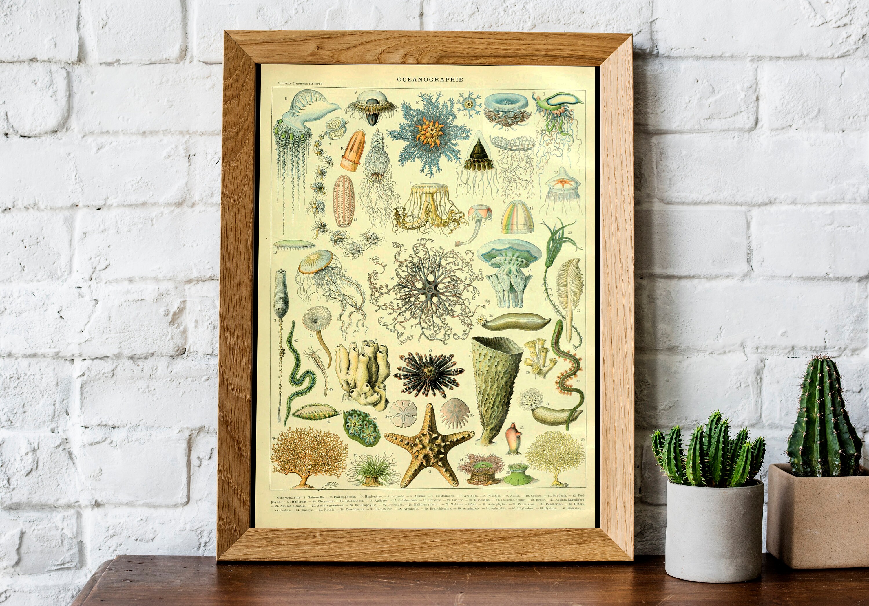 Vintage Ocean Science Print Adolphe Millot Poster Mollusk | Etsy