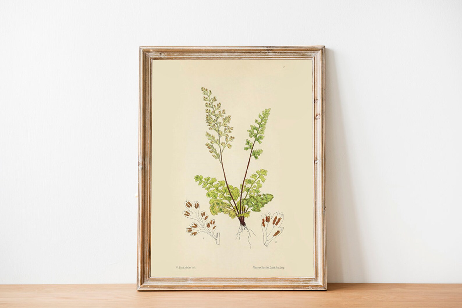 PRINTABLE Set of 15 Fern Images 2 Botanical Wall Art Fern - Etsy