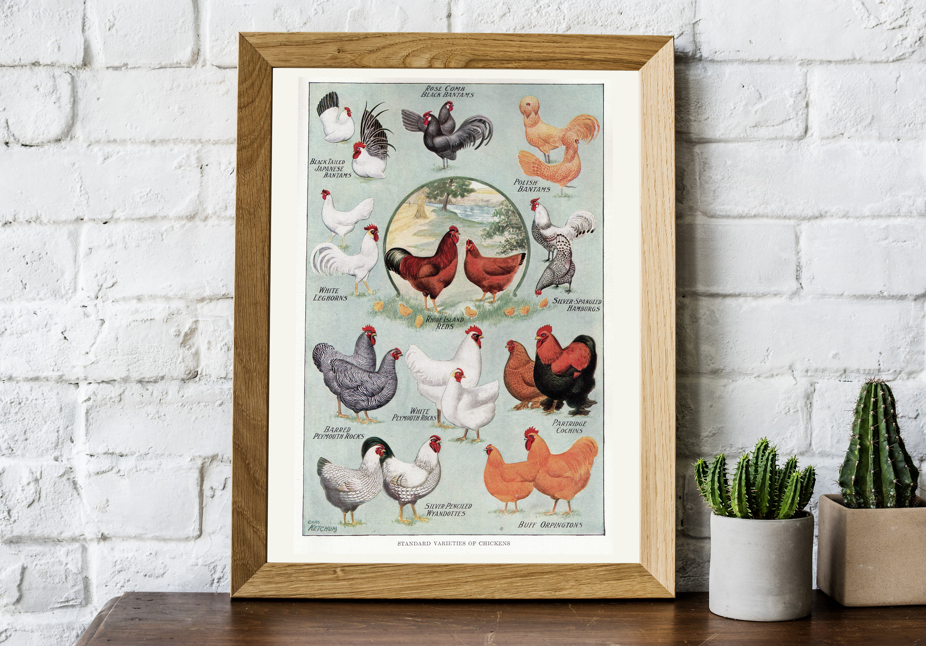 Vintage Poultry Print Poultry Illustration Breeds of Chicken - Etsy