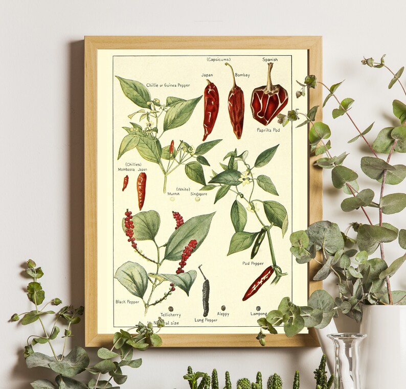 Vintage Chili Pepper Print Antique Botanical Poster Chili - Etsy