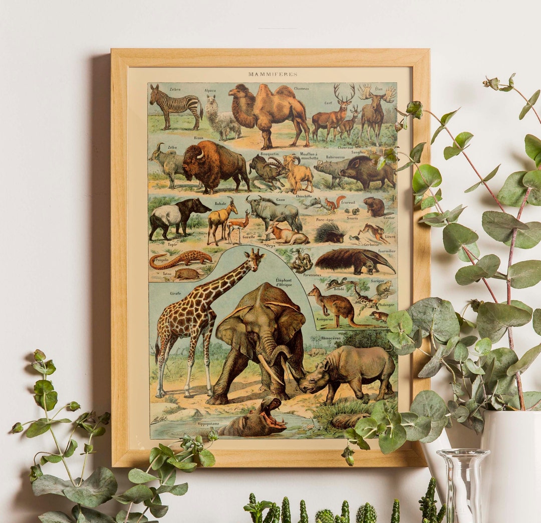 Vintage Animal Print, Animal Poster Art, Mammals Chart Print ...