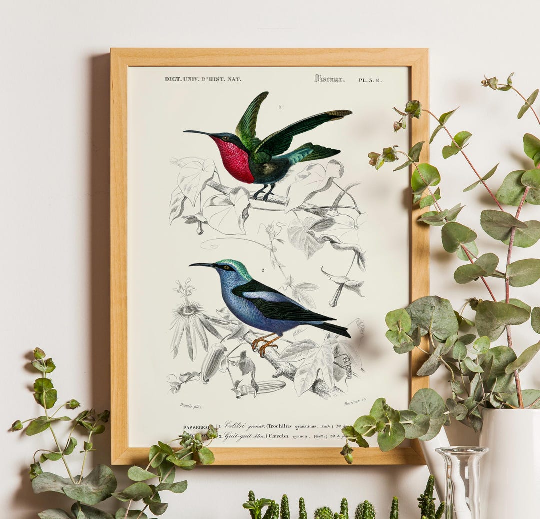 Vintage Birds, Vintage Bird Art, Bird Art, Vintage Bird Prints, Vintage ...