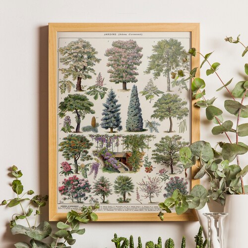 Vintage Tree Print Tree Species Wall Art Trees Print - Etsy