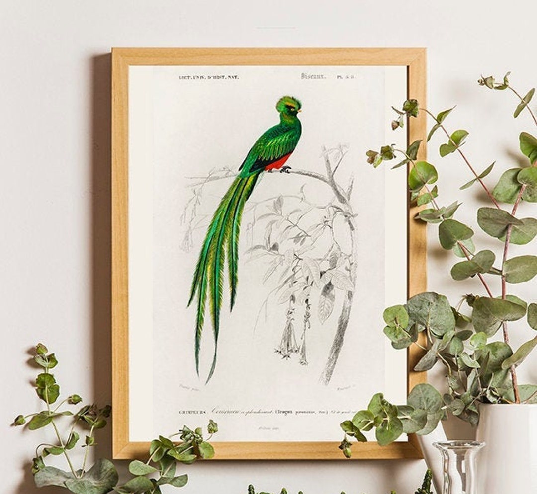 Quetzal Bird Vintage Print, Bird Poster, Bird Art, Bird Picture, Bird ...