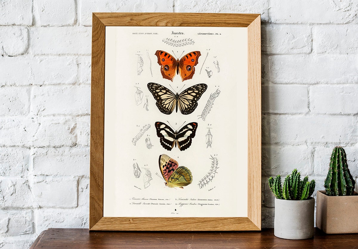BUTTERFLY Poster Butterfly Print Butterflies Wall Decor | Etsy