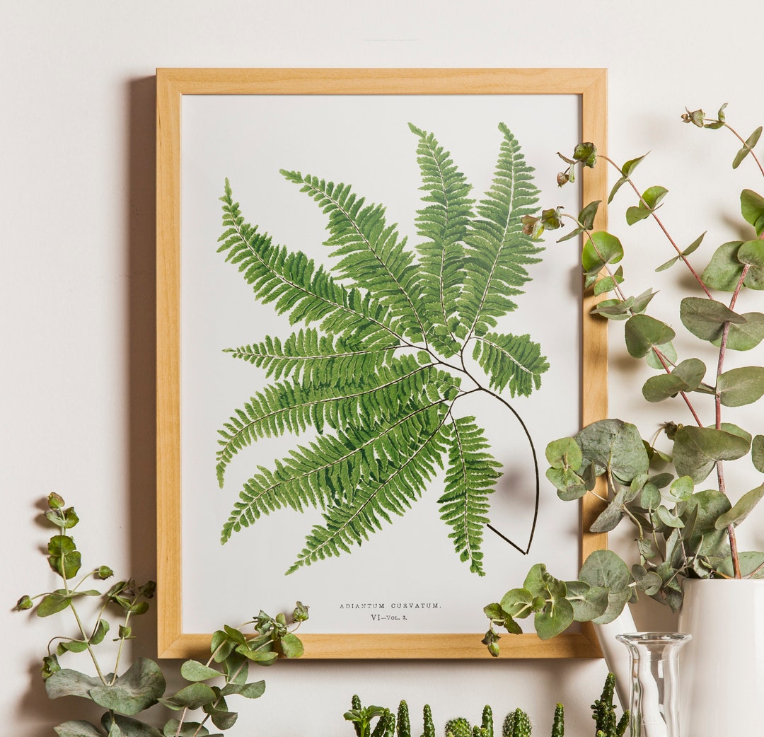 Vintage Fern Print, Botanical Art, Vintage Fern Print, Vintage ...